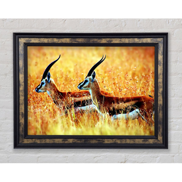 Rosalind Wheeler In The Wild Single Picture Frame Art Prints